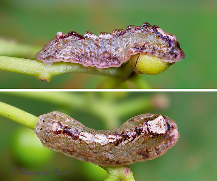 Butterflies of Singapore: Life History of the Banded Royal