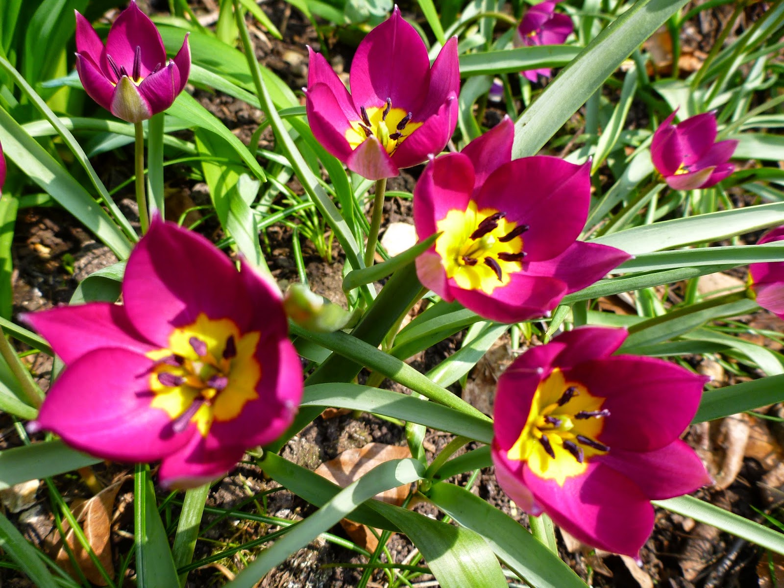 A Garden Less Ordinary: Species tulips