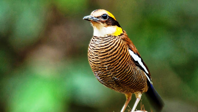 Bird's Paradise: 2015