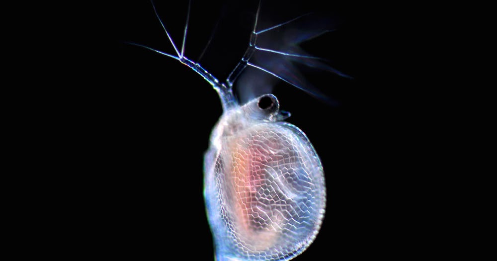 Real Monstrosities: Water Flea