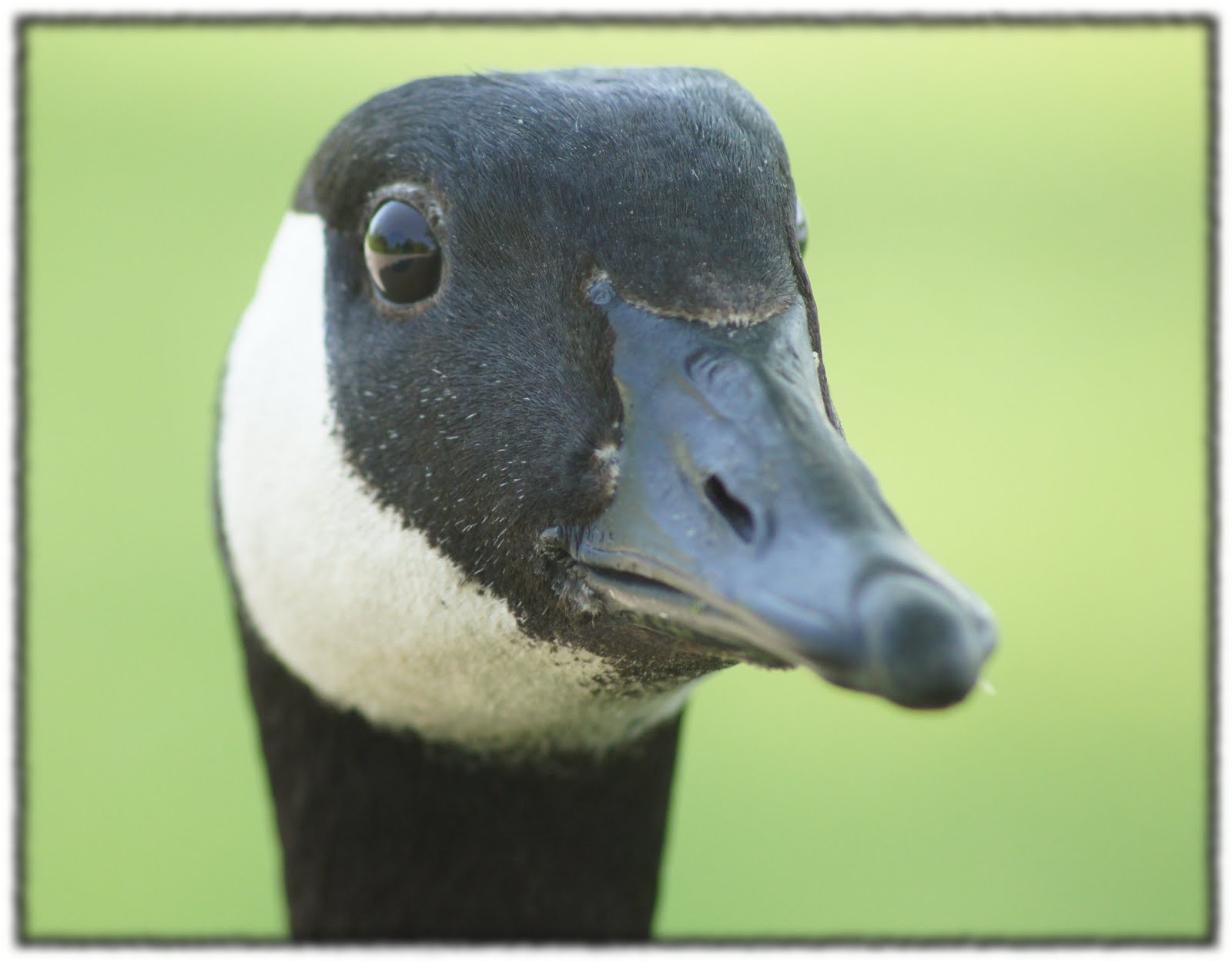 portraits of HIS handiwork: A Walk in the Park