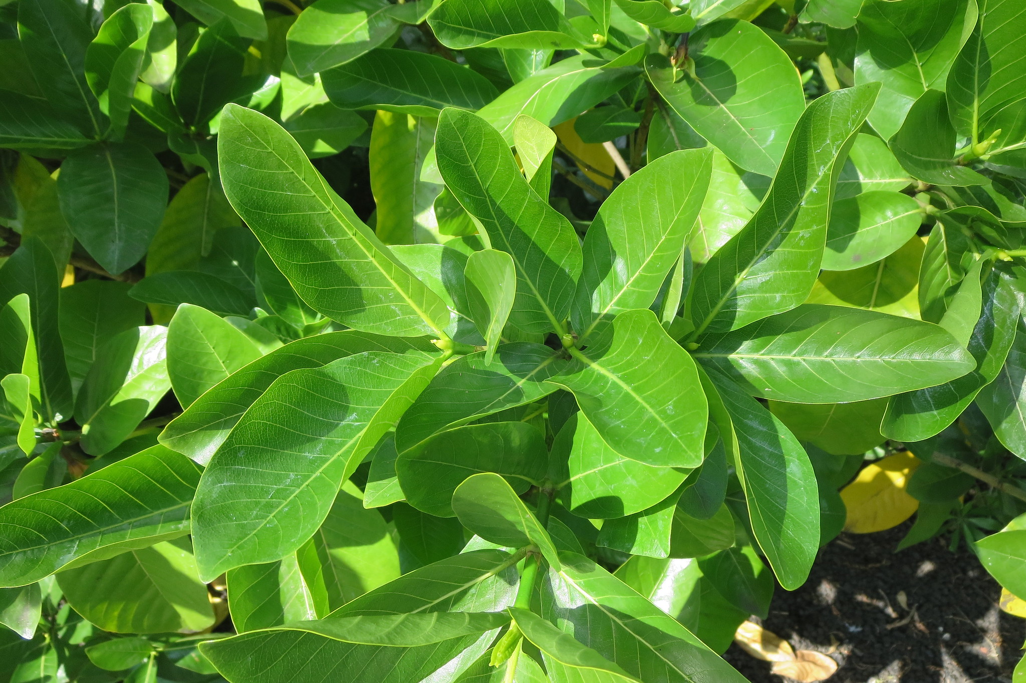 Gardenia brighamii - Nanu - Hawaiian gardenia care and culture ...