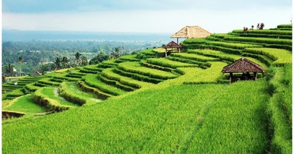 Undak-undakan Sawah Bagaikan Tangga Raksasa | Info Cantik Anda