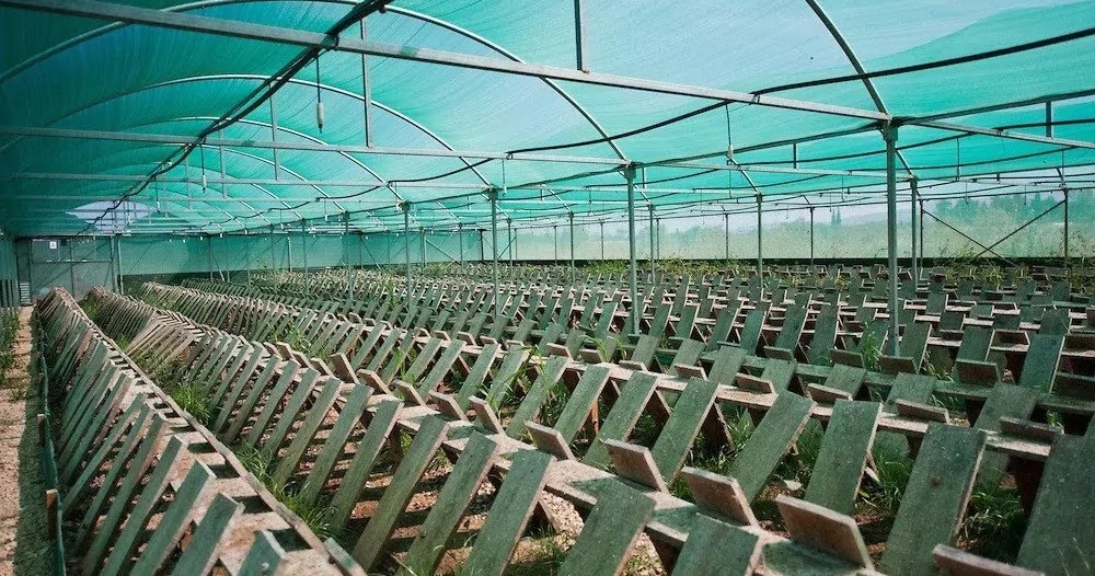 RAWNATION INTEGRATED SERVICES: How to start profitable snail farming in Nigeria