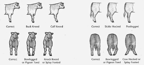 Showing Texas Longhorns 101: Picking a Good Show Calf