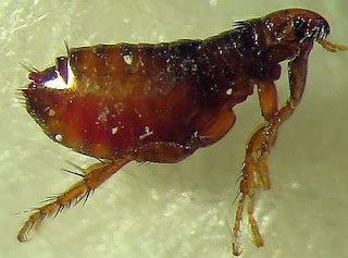 Pinjal dan Metode Pengendaliannya – Jati.id