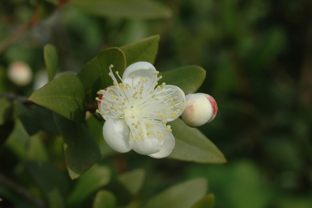Maltese Nature: The myrtle – a shrub of the maquis