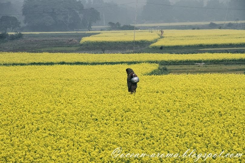 Most beautiful Shorisha Flower Unique HD Wallpaper « Ocean Aroma