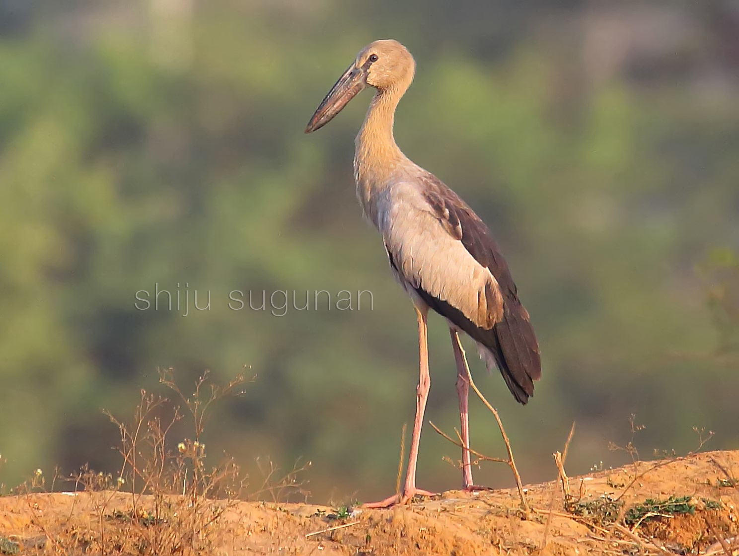 Cranium Bolts: Hoskote birding with few surprises