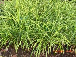 TAMAN INDAH PESONA: Jenis-Jenis Tanaman