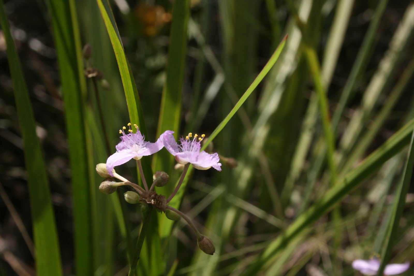 Native Florida Wildflowers: Florida Scrub Roseling - Callisia ornata