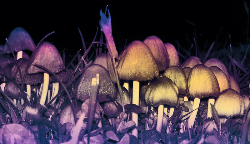 Kether Visual Works: I'm lookin' for these 'shrooms