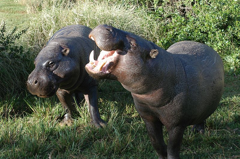 Hippopotamus Latest Profile And Pictures | All Wildlife Photographs