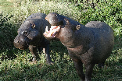 Hippopotamus Latest Profile And Pictures | All Wildlife Photographs