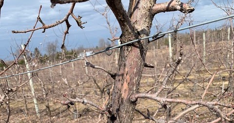 Diagnosing and Managing Fruit Tree Trunk Injuries