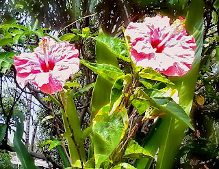 Rose Mallow-Hibiscus moscheutos-Rosa Wada mala | SL Flora