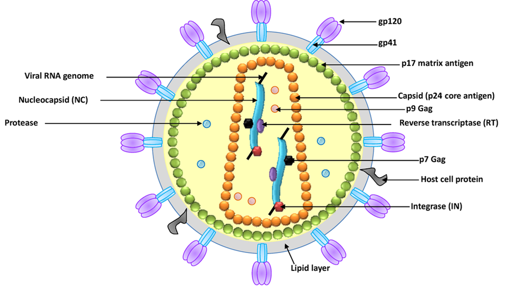 Jayhawk Infectious Diseases: Approaching HIV cases
