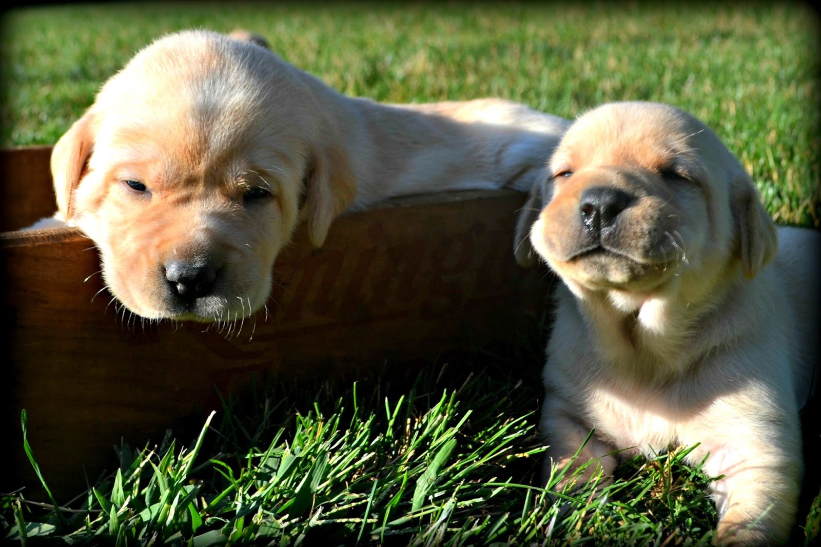 Rock Solid Pointing Labs: 3 Weeks Old!