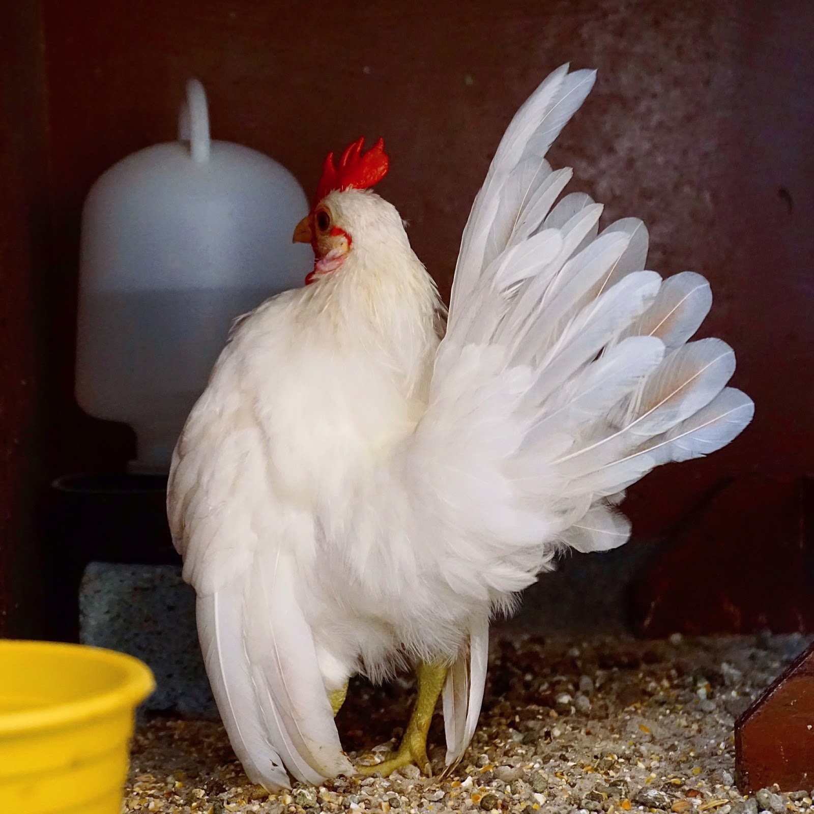Solid White Serama Rooster in GSN Mini Farm (Serama 2016) | Serama Negeri™