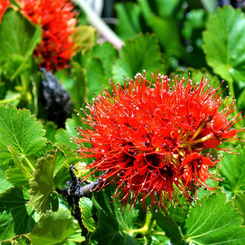 Capadia Designs: A few photos to share