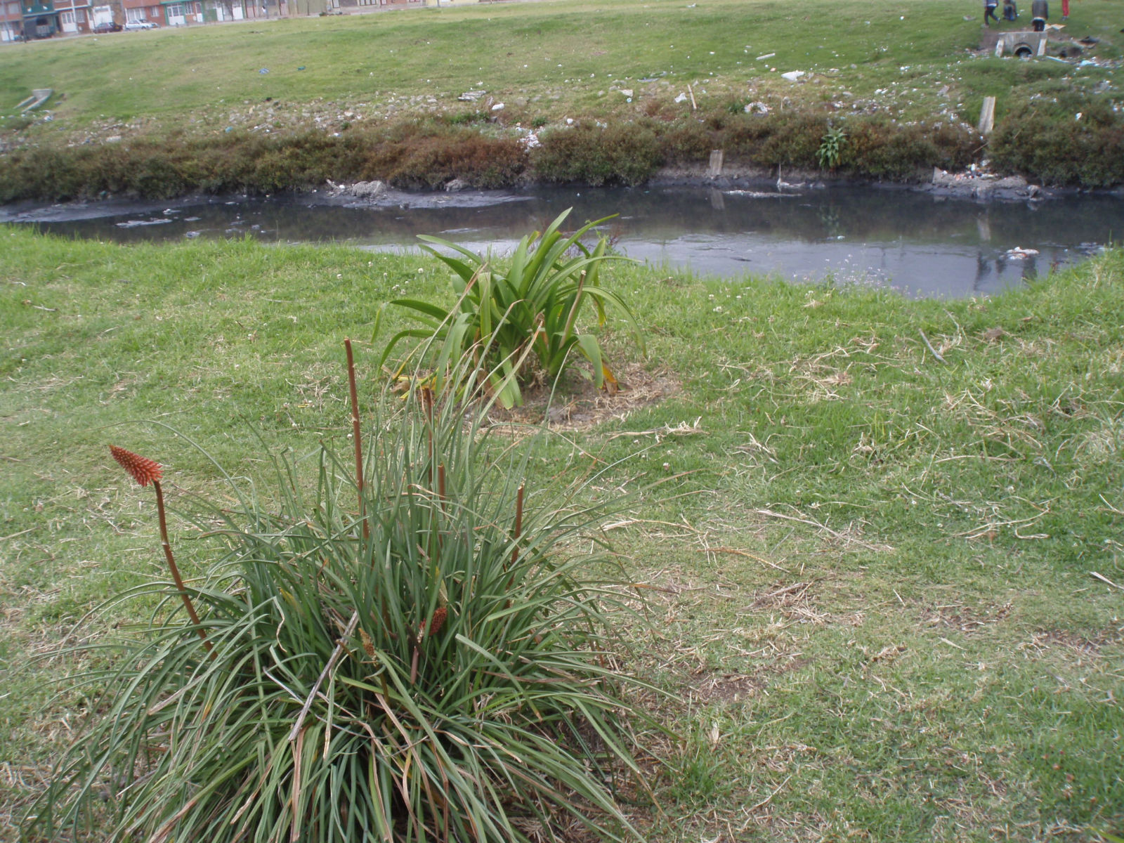 MEDIO AMBIENTE Y HUMEDALES BOGOTANOS: HUMEDAL JUAN AMARILLO
