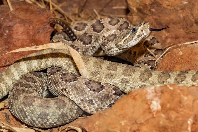Rattlesnake was poison ya non poisonous - Snakes Species