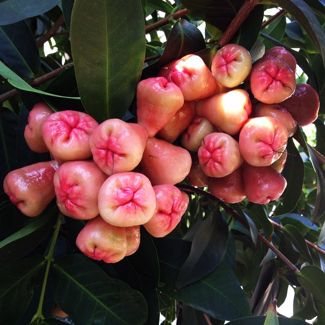 AlGa´s Caribe: Cajuilito Soliman fruta fresca y rica en hierro.