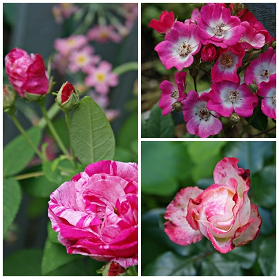 Trädgårdsdrömmar: Min älskling du är som en ros......