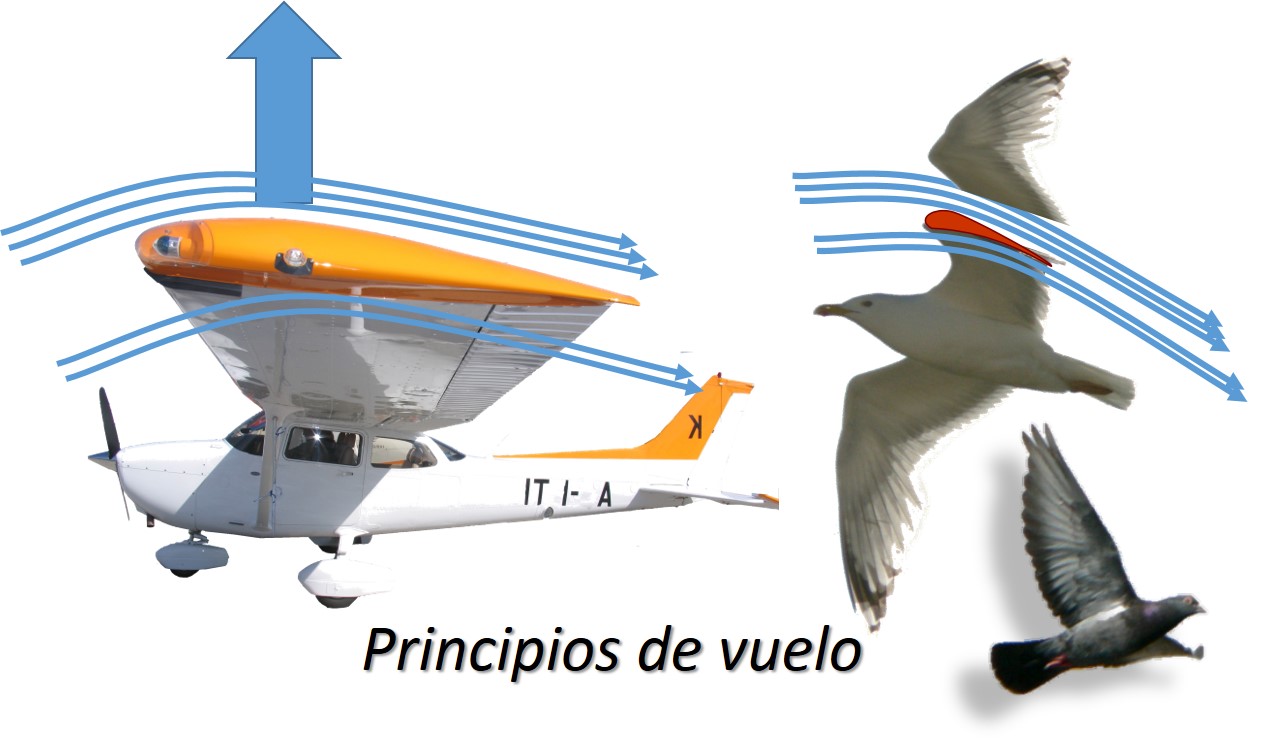 Principios de vuelo (II): El medio aéreo