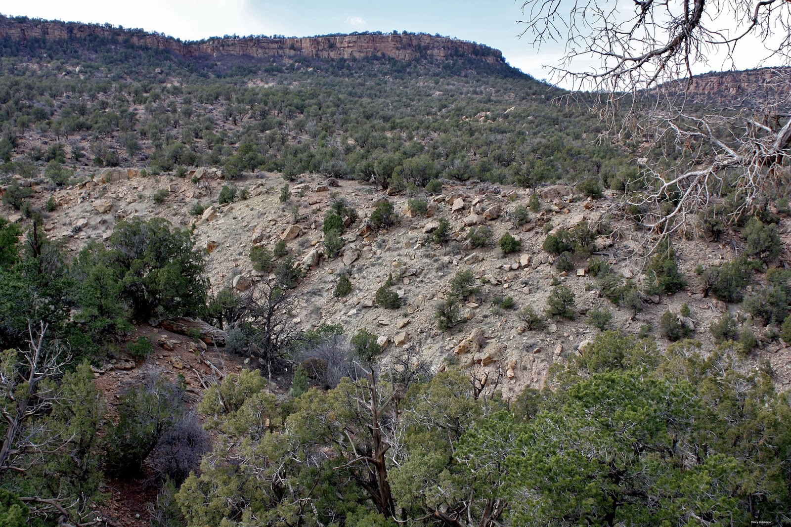 The Southwest Through Wide Brown Eyes: Just Another Curiosity Near ...