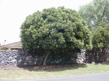 Filicium decipiens | Pustaka Flora | Database Tanaman Landscape