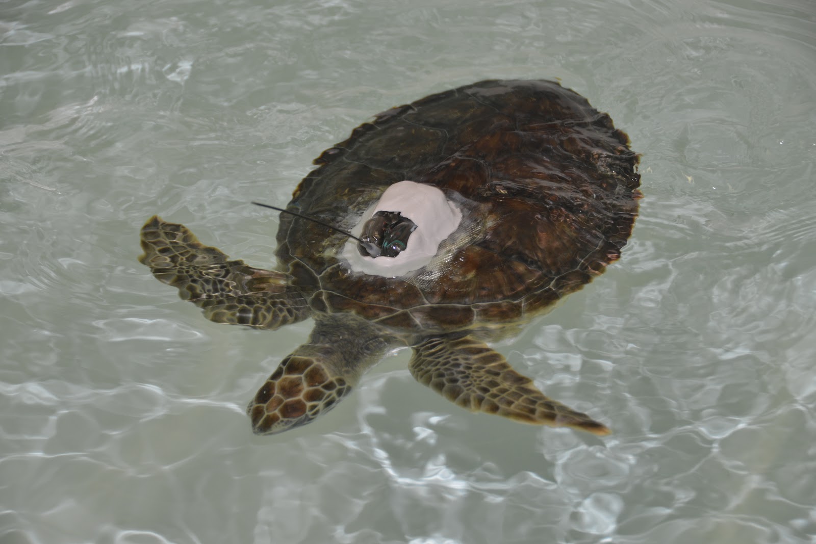 Sea Turtle Hospital: Three Sea Turtles of Three Species Released by ...