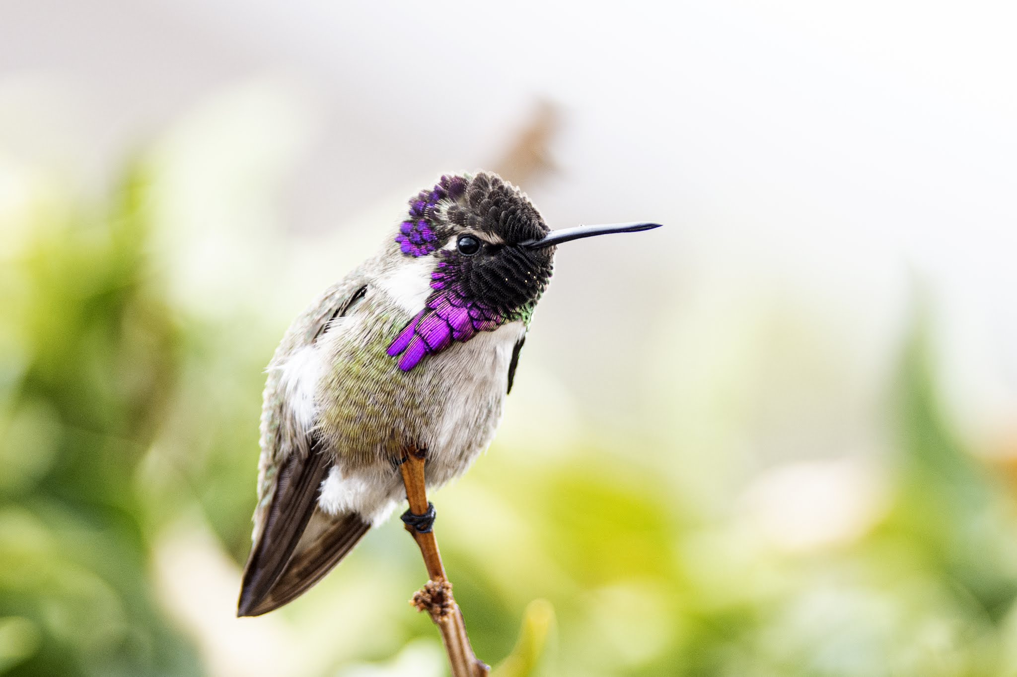 Alexander Woodruff Photography: Costa's Hummingbird