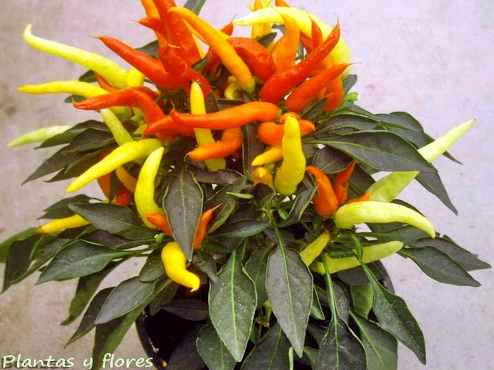 Plantas y flores: Capsicum annuum