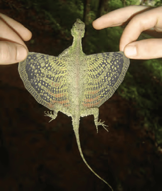 Characteristics of flying dragon