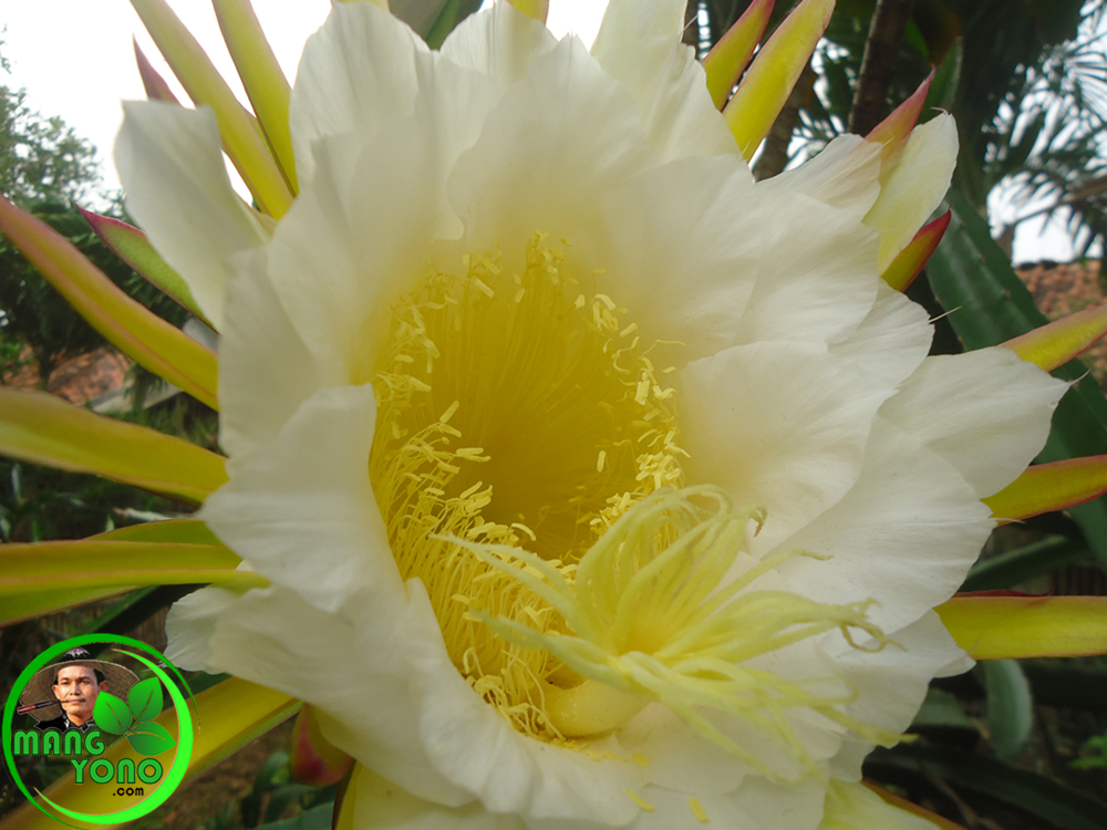 Bunga buah naga mekar di taman