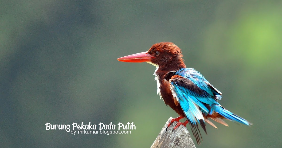 mrkumai.blogspot.com: Koleksi Burung" Pekaka Dada Putih (White-throated ...