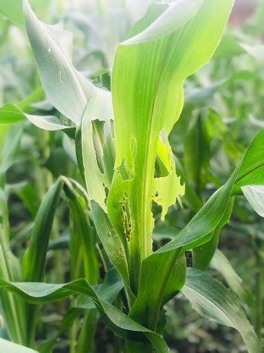 Fall Army Worm In Corn Field | NEPAL | 2020 | Preventive measures