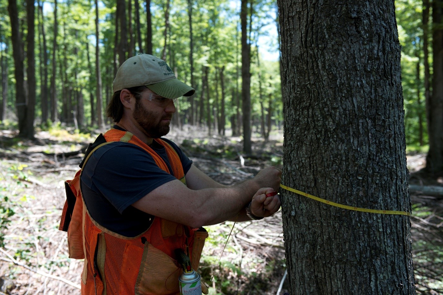 Central Pennsylvania Forestry: Foresters, Loggers, and Trees