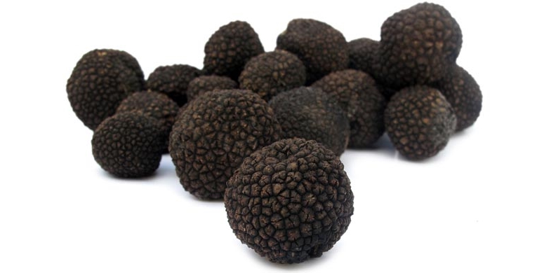 JAMUR TRUFFLE YANG MAHAL DAN LANGKA | Tips Petani