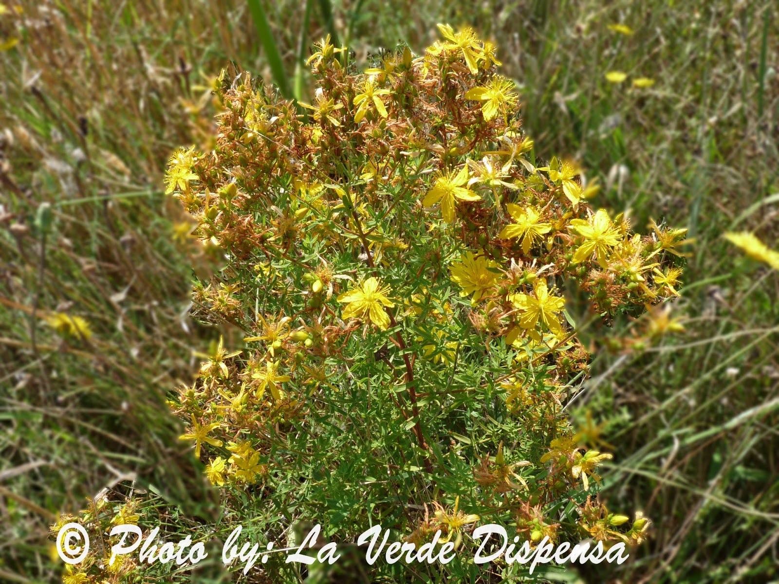 La Verde Dispensa: Olio di iperico - Come realizzarlo a casa