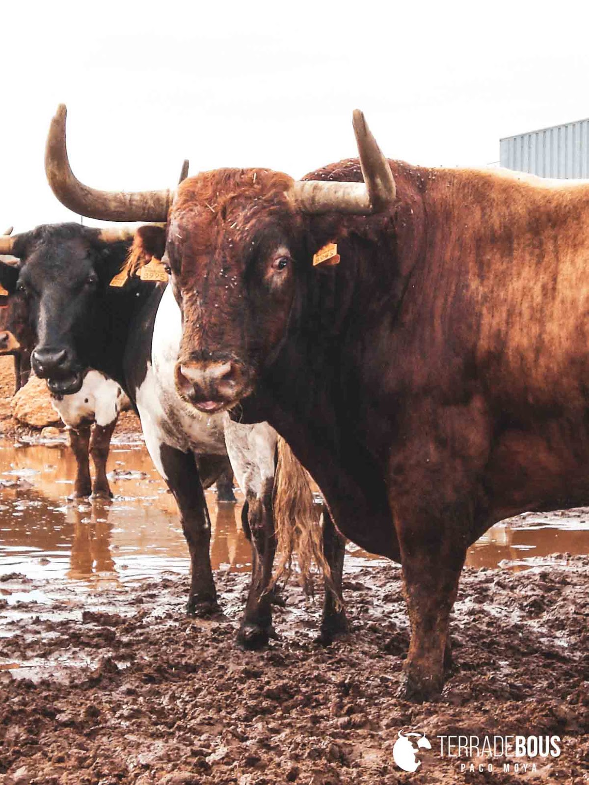 MIGUEL PAREJO, VERDADERA VOCACIÓN GANADERA