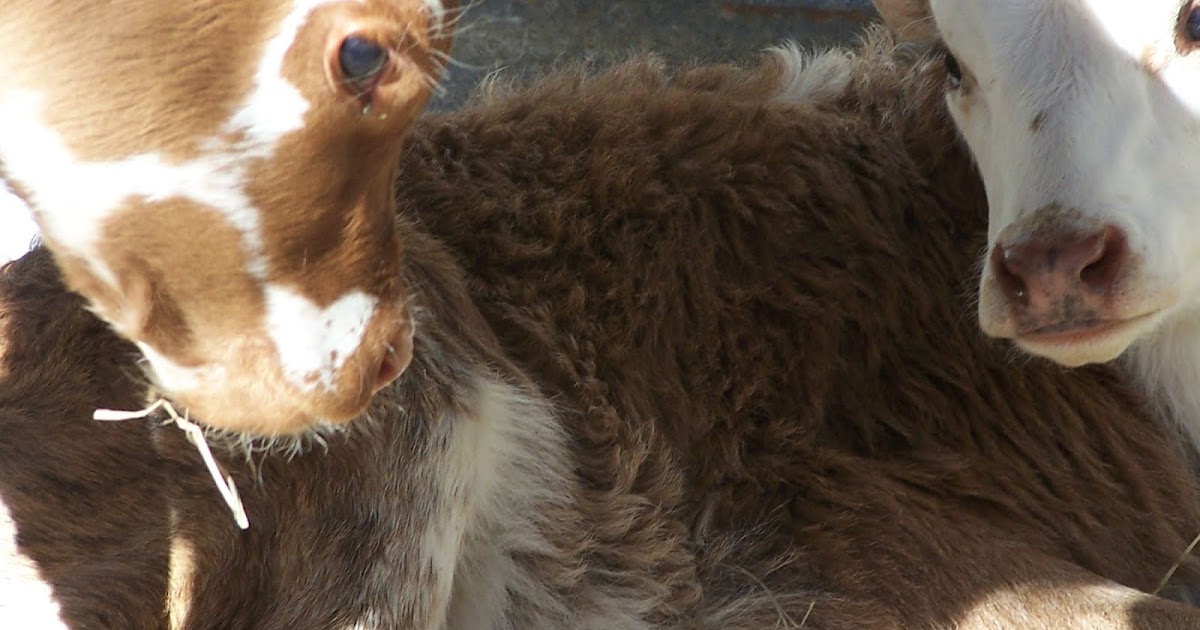 Homesteader Beef Blog : Why does my calf poop stink really bad?