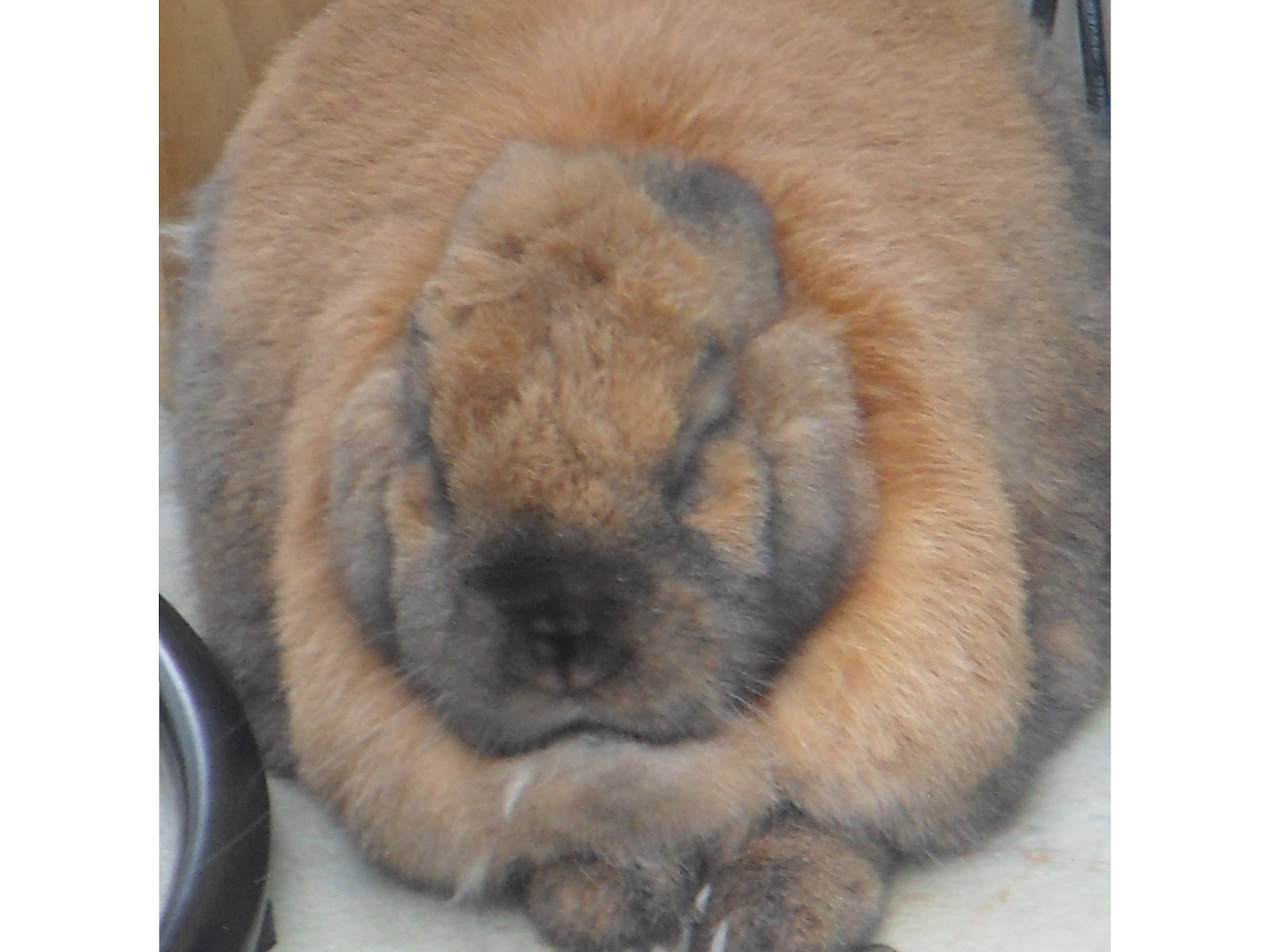 Beaker Folk of Husborne Crawley: The Myth of the Easter Rabbit