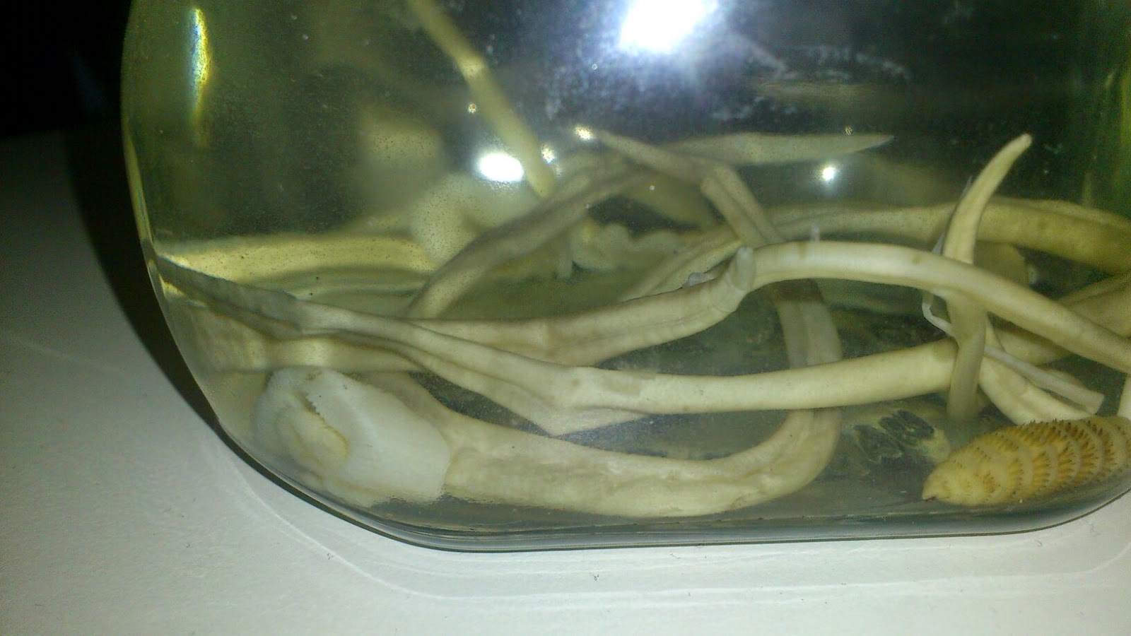 Annas-islandshästar: Maskkontroll - vissa hästar har helt enkelt inga