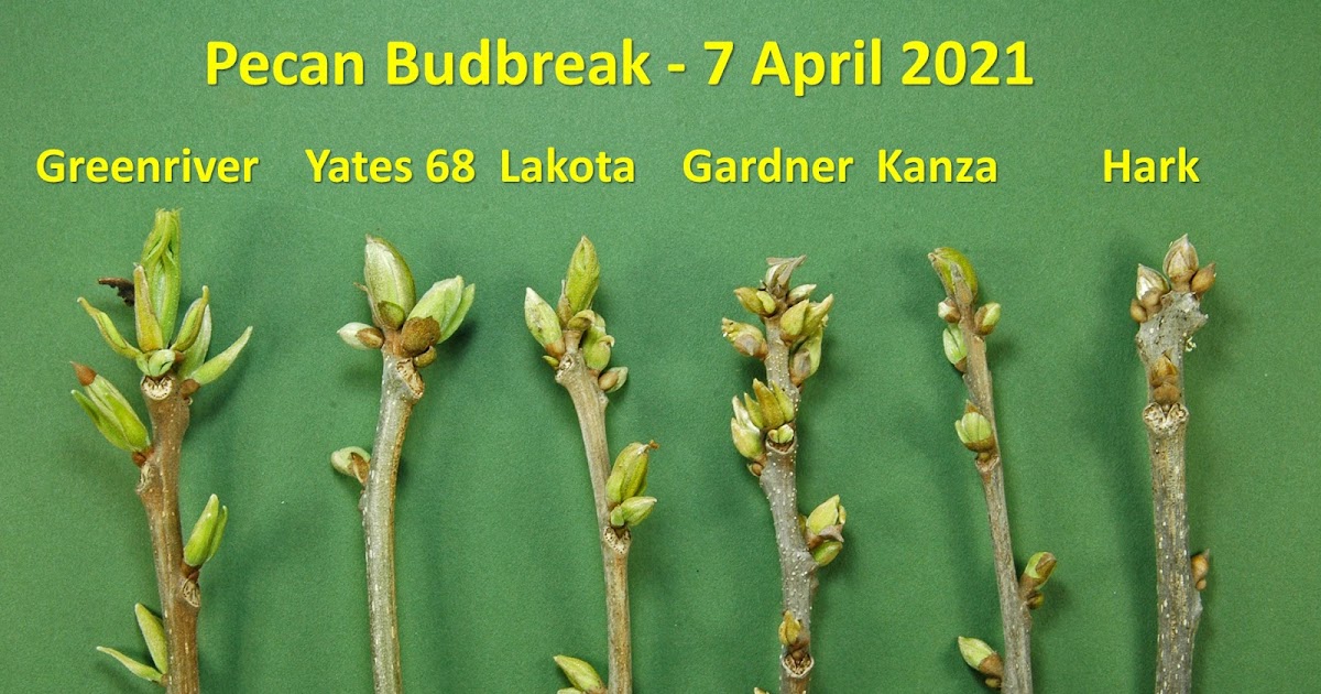 Northern Pecans: Pecan trees breaking bud
