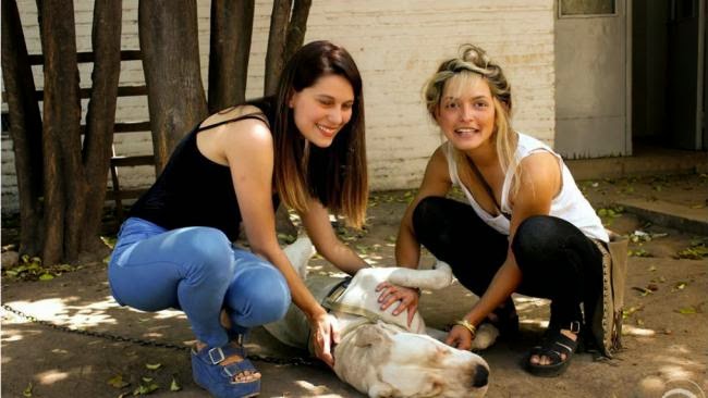 Fauna Urbana Villa María: Así se recupera Moro, el perro dogo ...