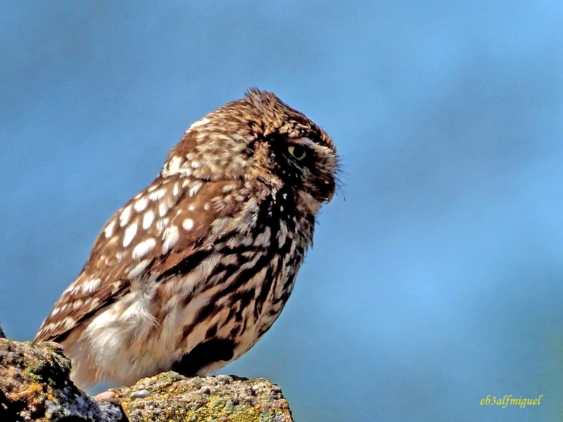 Miguel fotografia: Mochuelo común o Mochuelo europeo (Athene noctua)