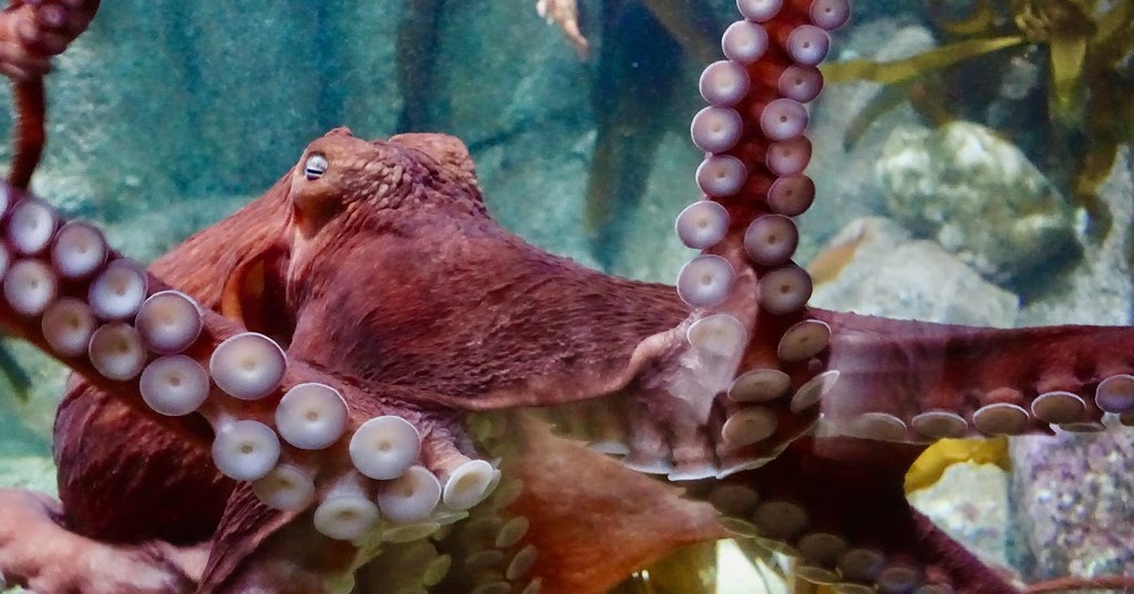 Why Does an Octopus Bleed Blue?