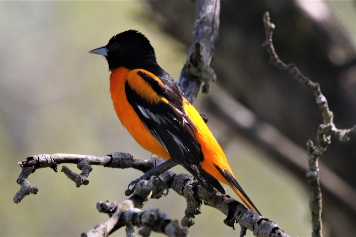 Michigan Exposures: Catching an Oriole